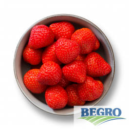 Begro Strawberries | Dicofoods